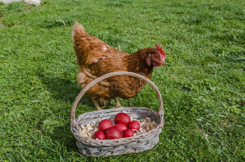 Chicken and Easter Eggs Basket Stock Photo - Image of country, cockerel ...