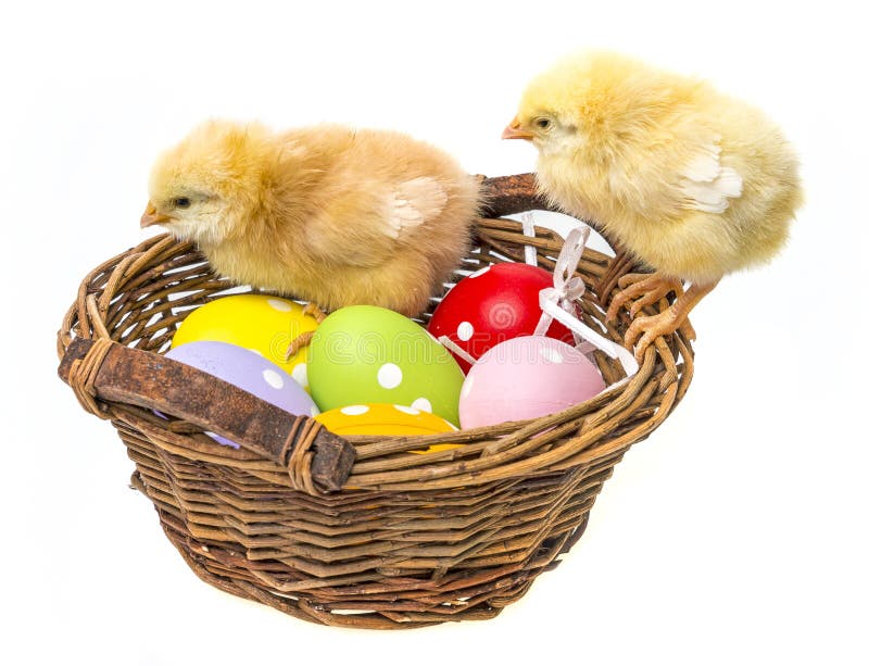 Chicken and Easter Eggs in a Basket Stock Photo - Image of bird, spring ...