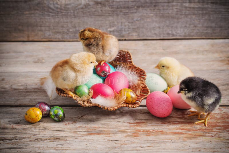 Chicken with Easter eggs stock image. Image of farm, young - 85026857