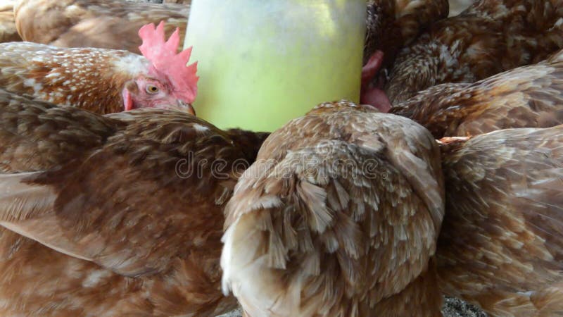 Chicken eat feed stock footage. Video of fowl, format - 160739042