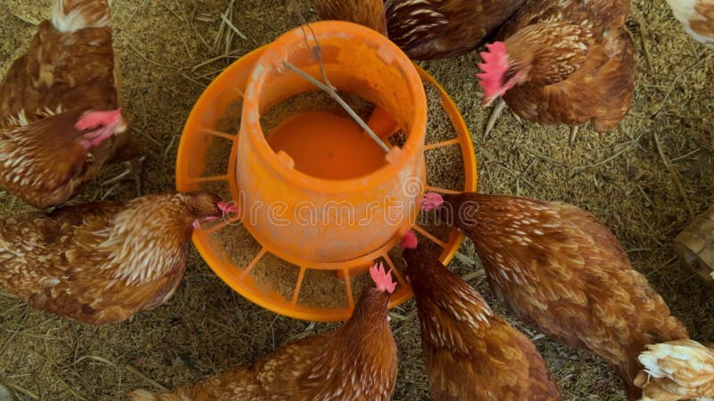 Chicken Eat Feed and Grain at Rural Farm Stock Video - Video of food ...