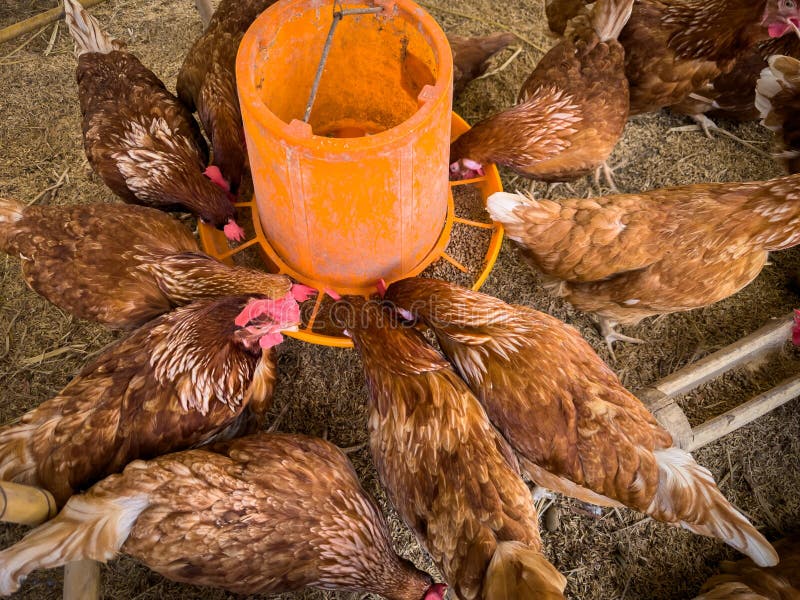 Chicken Eat Feed and Grain at Farm Stock Image - Image of livestock ...