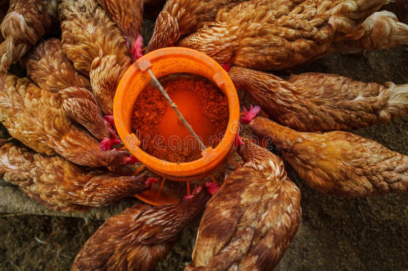 Chicken Eat Feed and Grain at Rural Farm Stock Image - Image of ...