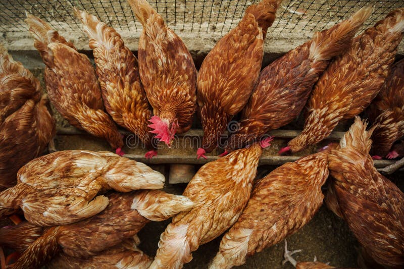 Chicken Eat Feed and Grain at Rural Farm Stock Photo - Image of hungry ...