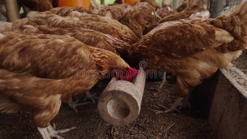 Chicken Eat Feed and Grain at Rural Farm Stock Footage - Video of barn ...