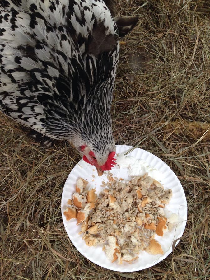 Chicken eating stock image. Image of chicken, yogurt - 59057261