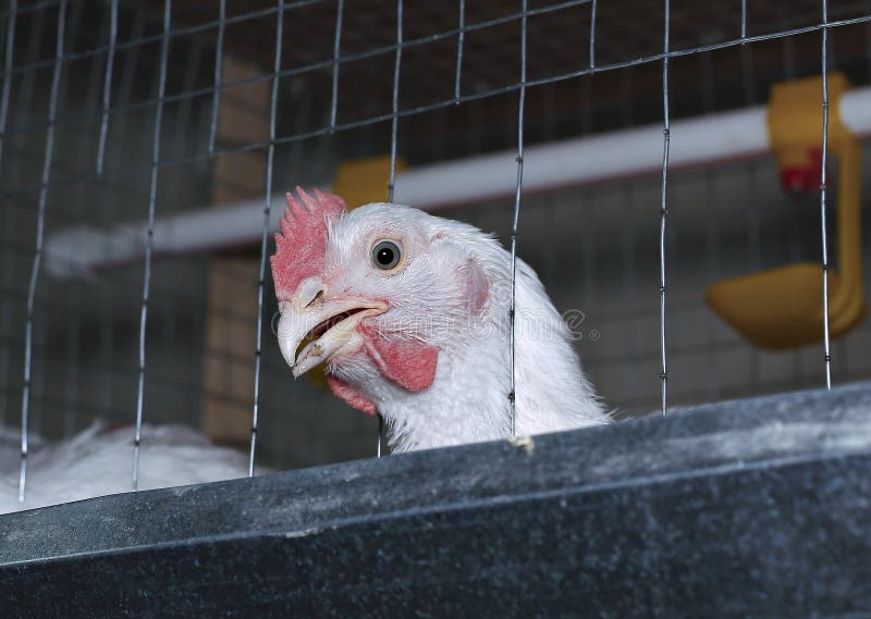 Chicken Eating Combined Feed in the Cage Stock Image - Image of farming ...