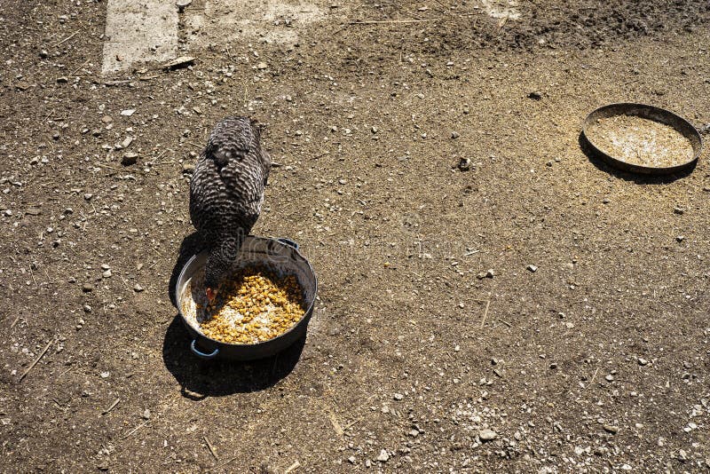 Chicken is Eating Corn from a Metal Bowl Stock Image - Image of closeup ...