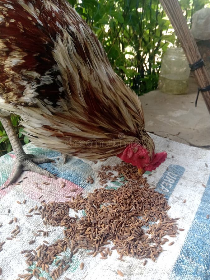 A chicken is eating. stock image. Image of garden, soil - 273765199