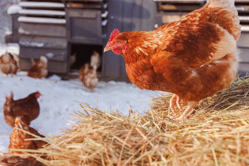 Chicken Eats Feed and Grain at an Eco-poultry Farm in Winter, Free ...
