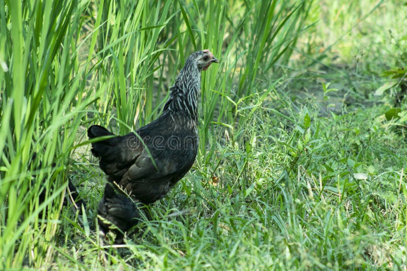 Chicken Eats Paddy To Green Paddy Plant Stock Photo - Image of asia ...