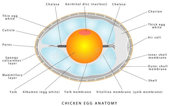 Chicken egg anatomy stock vector. Illustration of biology - 228599836
