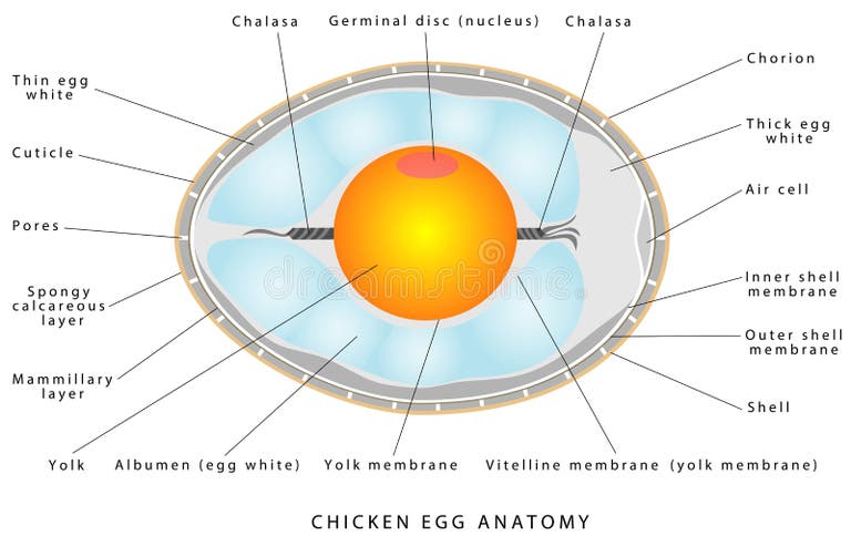 Chicken egg anatomy stock vector. Illustration of biology - 228599836