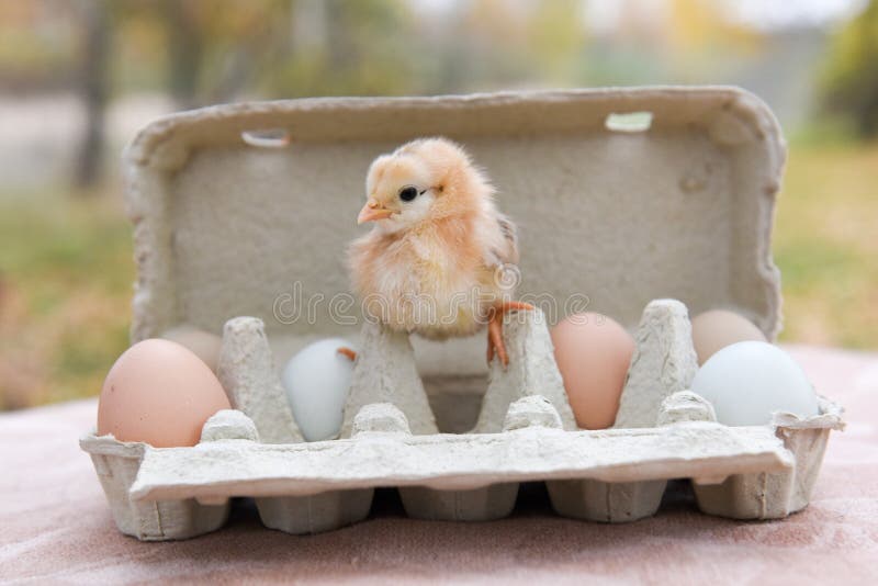 Chicken in egg box stock image. Image of card, cardboard - 105324739