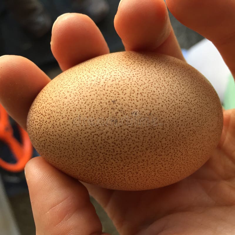 Chicken Egg stock photo. Image of spotted, hand, held - 183214964