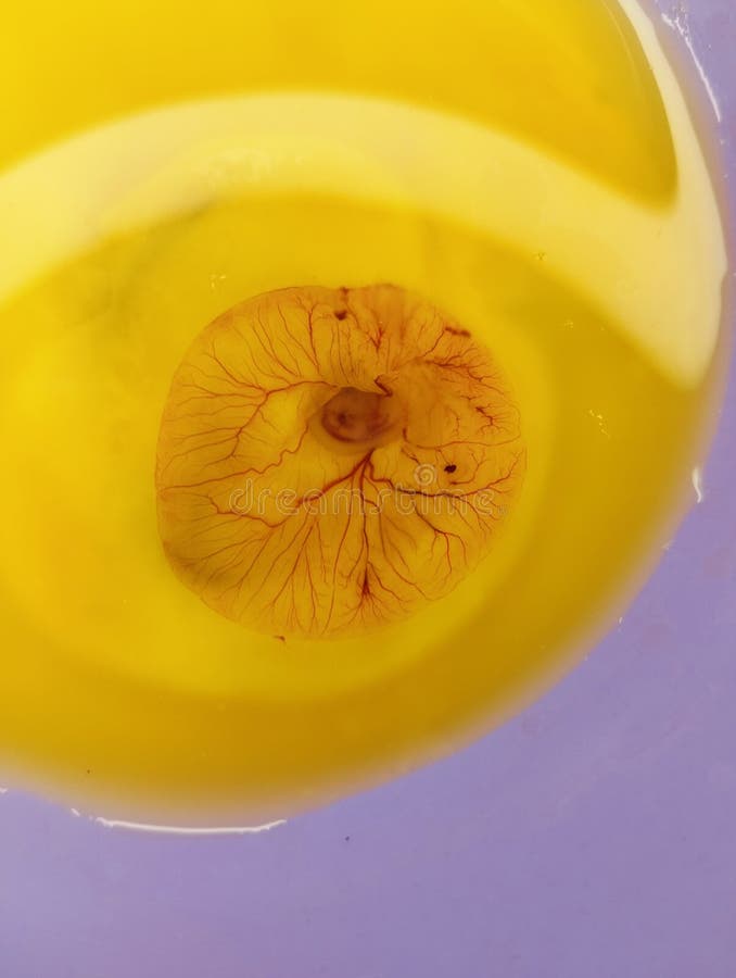 Chicken egg embryo stock photo. Image of chick, fruit - 344938438