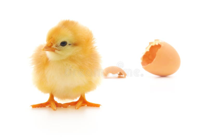 Cute baby chicken stock image. Image of hatchling, flower - 37981521