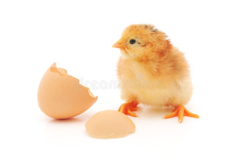 Easter Chick Hatching Out of Egg Stock Photo - Image of oxfordshire ...