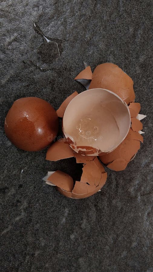 Chicken Egg Shell stock image. Image of functions, injury - 343691155