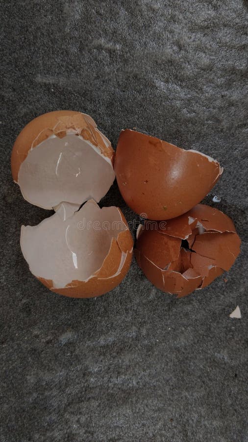 Chicken Egg Shell stock photo. Image of protect, functions - 345215704