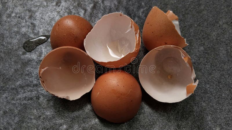 Chicken Egg Shell stock photo. Image of shell, protect - 352057436