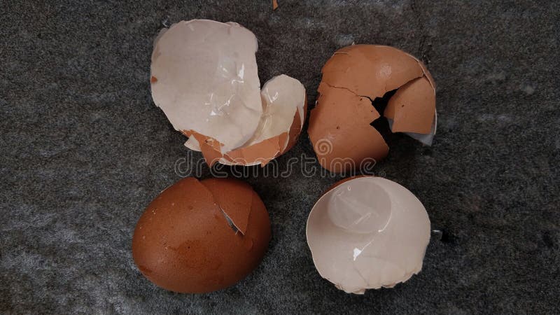 Chicken Egg Shell stock image. Image of shell, layer - 343691239