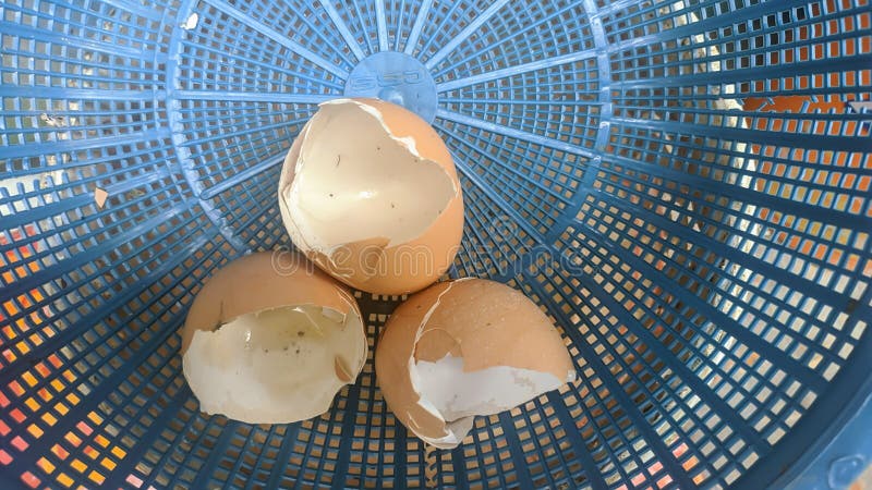 Chicken Egg Shells on a Blue Plastic Basket Stock Photo - Image of ...