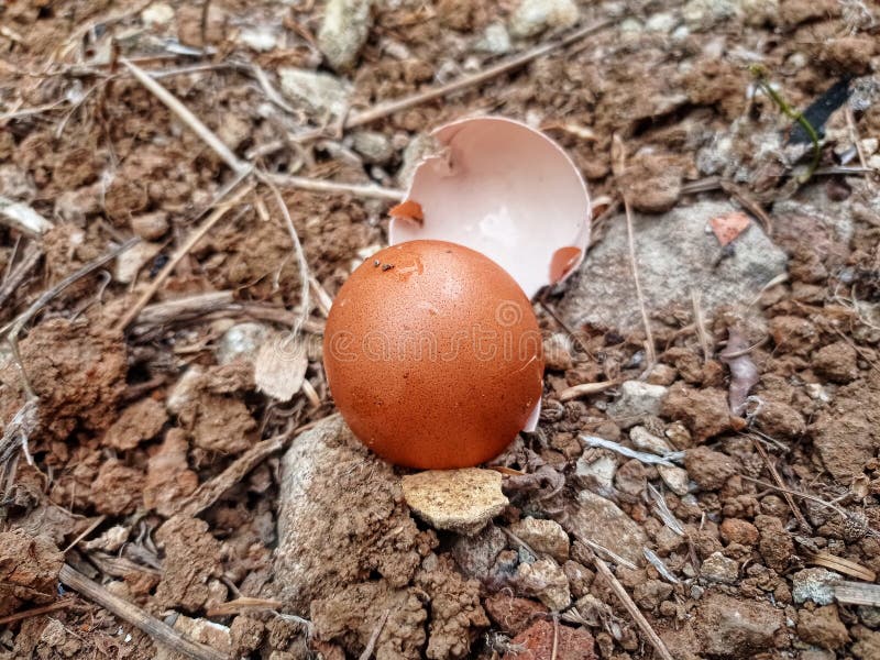 Chicken Egg Shells on the Ground. Stock Photo - Image of group, fragile ...