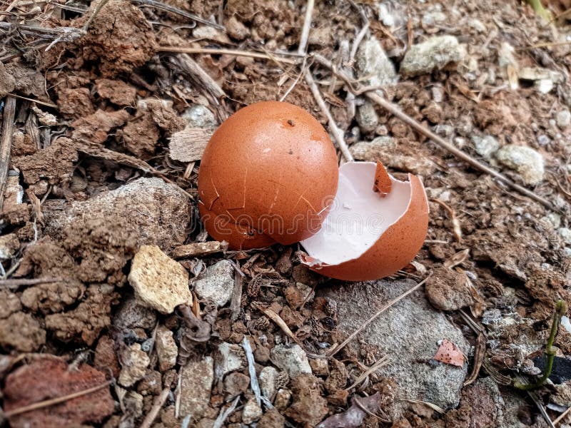 Chicken Egg Shells on the Ground. Stock Image - Image of breakfast ...