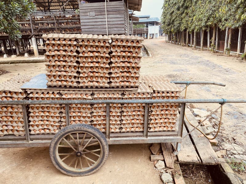 Chicken Egg Trolley, in Conventional Poultry Farm. Stock Image - Image ...