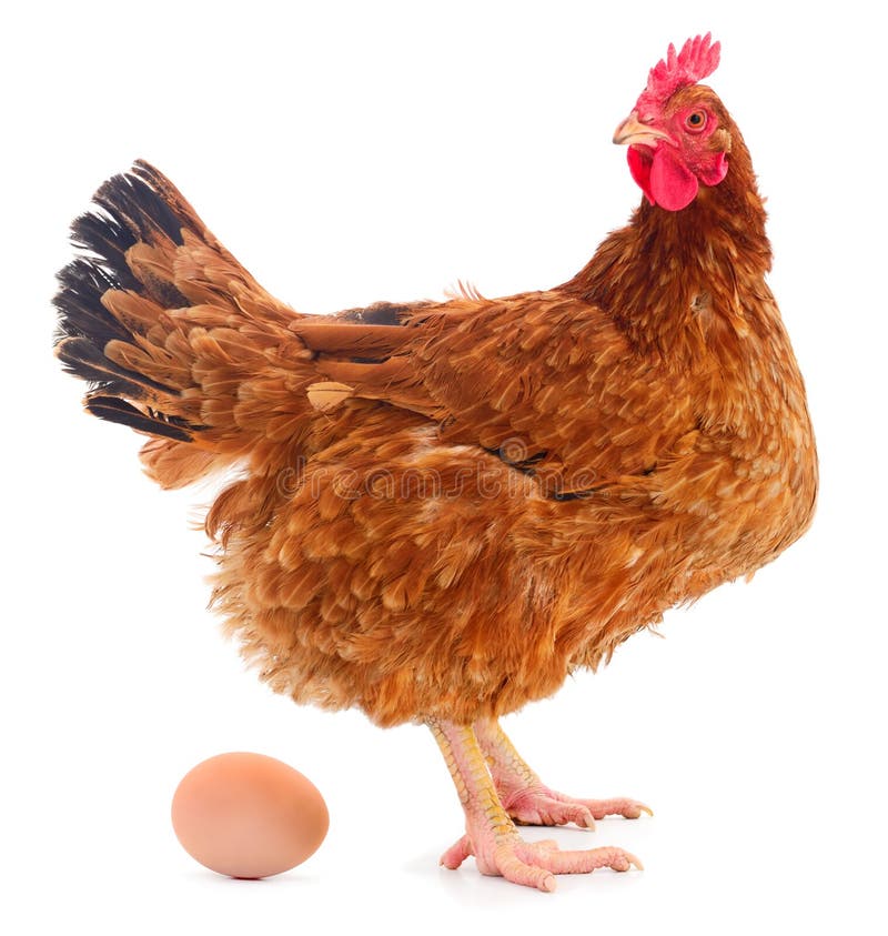 Chicken and egg stock image. Image of small, easter - 154100013