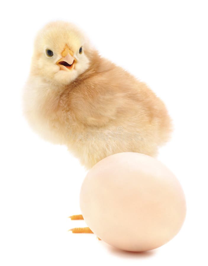 Chicken and egg. stock image. Image of colors, chicken - 58969301