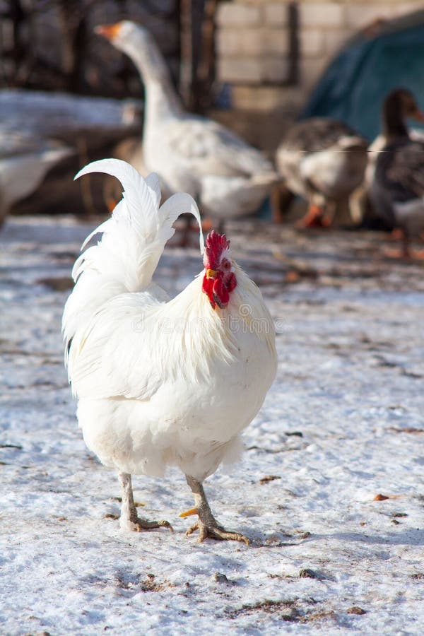 Chicken egg white stock image. Image of lawn, husbandry - 83952985