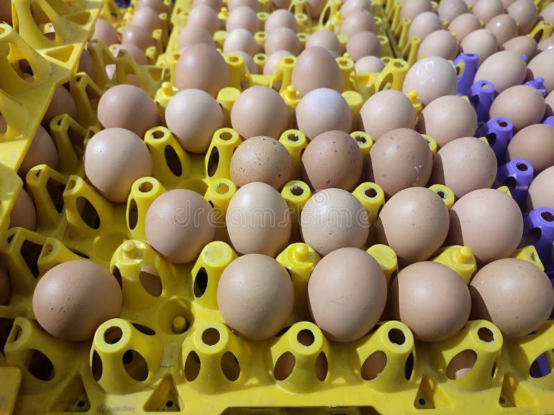 Chicken Eggs on Display on Supermarket Stock Photo - Image of eggshell ...
