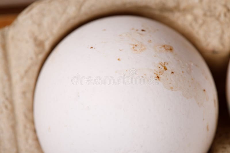 Chicken Eggs in the Droppings. Risk of Contracting Salmonella Stock ...