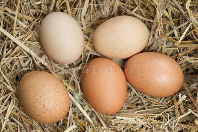 Chicken eggs stock image. Image of healthy, group, rural - 40564323