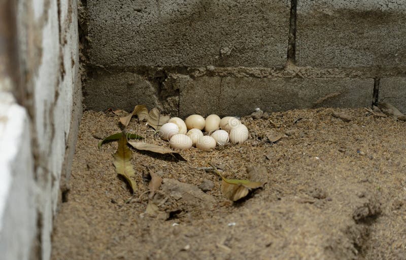 Chicken eggs on the ground stock image. Image of focus - 248967315