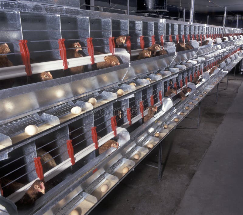 Eggfarm Stock Photos - Free & Royalty-Free Stock Photos from Dreamstime