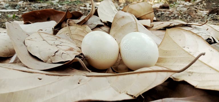 Chicken Eggs, Laying Hens, Indonesia West Java, Experience, Local ...