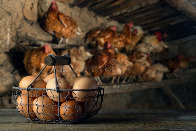 Chicken Eggs in Metal Basket on Table with Hens on the Roost Stock ...