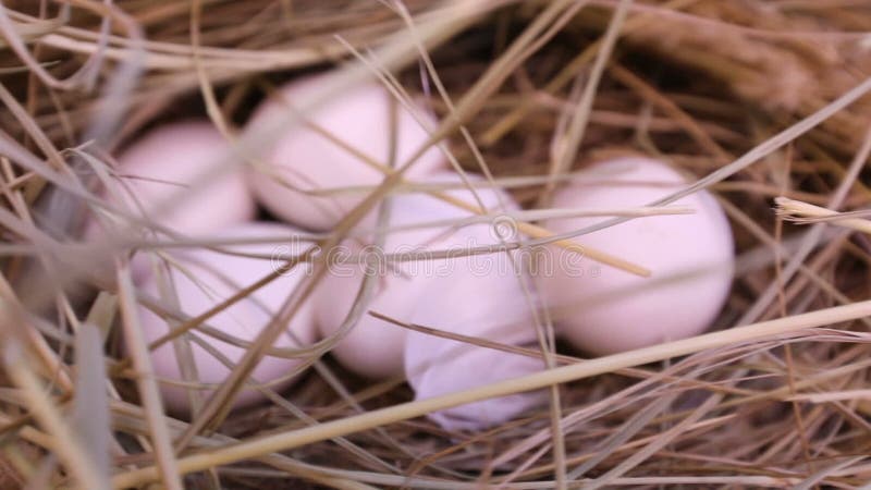 Chicken Eggs in the Nest. Pure Chicken White Eggs in the Nest Stock ...
