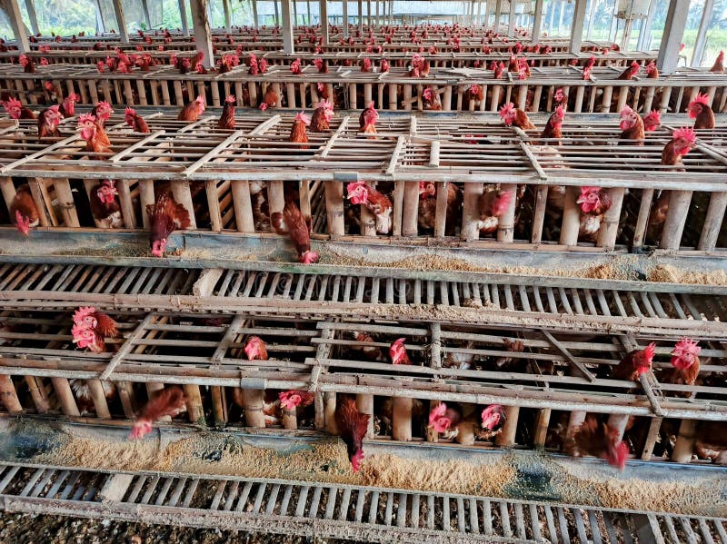 Breeding of Purebred Laying Hens Stock Photo - Image of arena ...