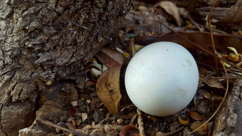 Chicken Eggs Outside the Cage Stock Photo - Image of nest, farm: 156529640