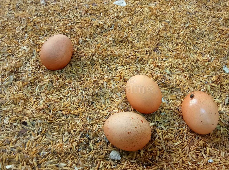 Chicken Eggs are a Source of Animal Protein Stock Photo - Image of ...