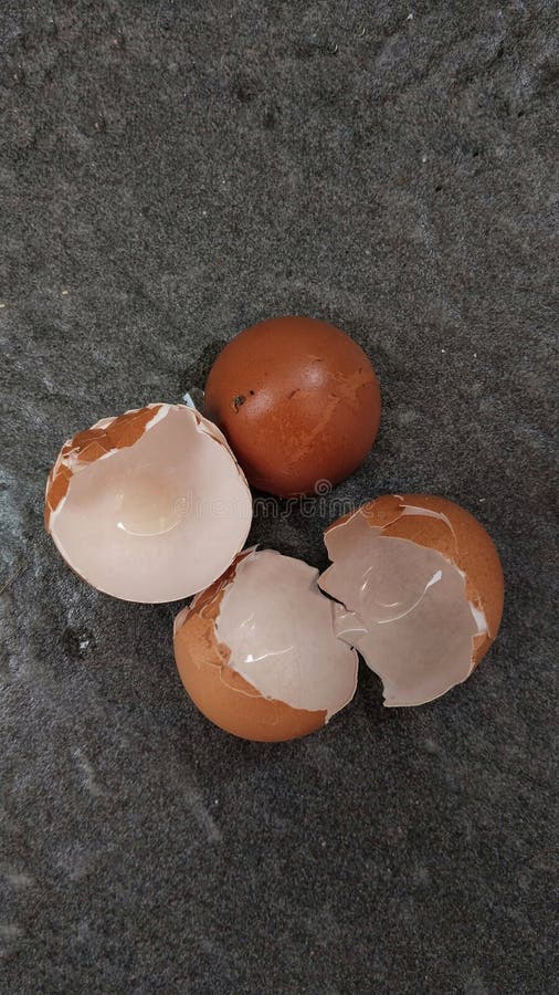 Chicken Egg Shell stock image. Image of layer, functions - 345287067