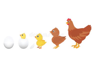 Chicken Evolution. Vector Illustration of Chicken Evolution Stock ...
