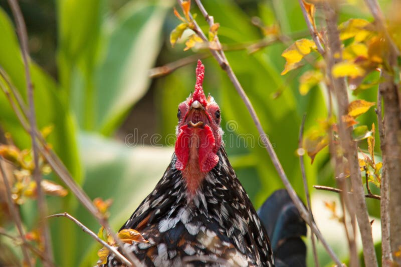 Chicken stock photo. Image of chicken, beak, wildfowl - 35363852