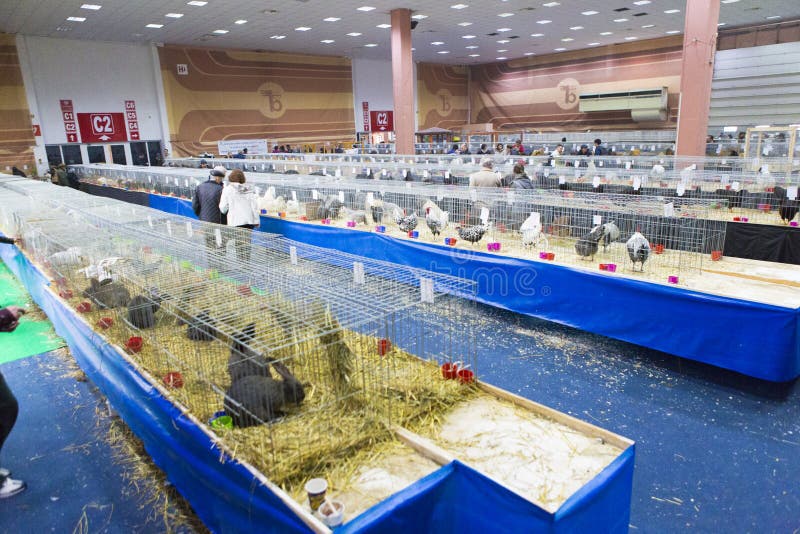 Chicken Section from an Agriculture Fair Editorial Photo - Image of ...