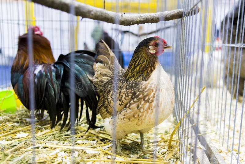 Rooster and a Chicken at an Agriculture Fair Stock Photo - Image of ...