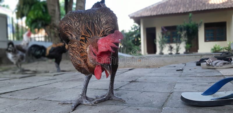 Chicken Expression Looking for Food Stock Photo - Image of waterbird ...